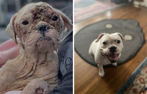 20 Before And After Transformation Pics Of Dogs That Got Adopted Demilked