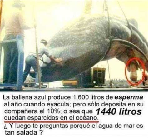 Descubre Cuánto Eyacula Una Ballena Curiosidades Sobre Sus Eyaculaciones