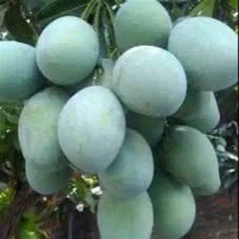Jual Bibit Mangga Manalagi Stek Berkualitas Unggul Shopee Indonesia