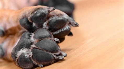 Zwischenzehengranulom Pododermatitis Beim Hund Ratgeber