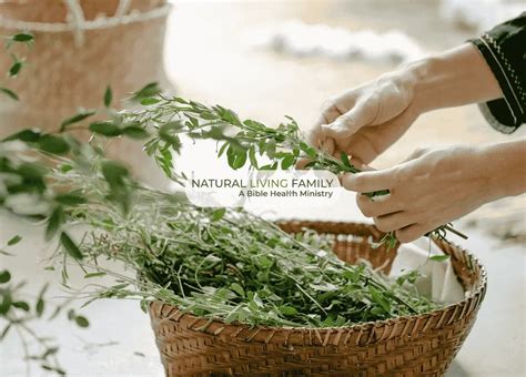 Dehydrating Herbs Drying In A Dehydrator And Hang Drying Herbs