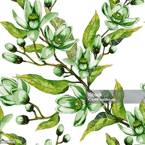 나뭇가지에 녹색 색상에 오렌지 나무 꽃 봄 날 완벽 한 패턴입니다 봄 번 창입니다 흰색 배경입니다 수채화 그림입니다 오렌지 나무에 대한 스톡 벡터 아트 및 기타 이미지