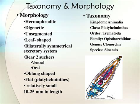 Clonorchis Sinensis Egg Slide