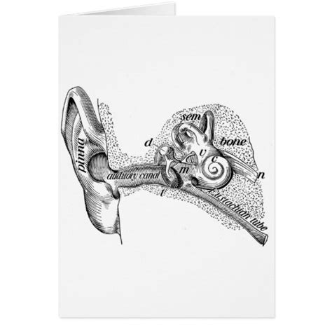 Vintage Anatomy Ear Drum Ear Canal Diagram Card Zazzle