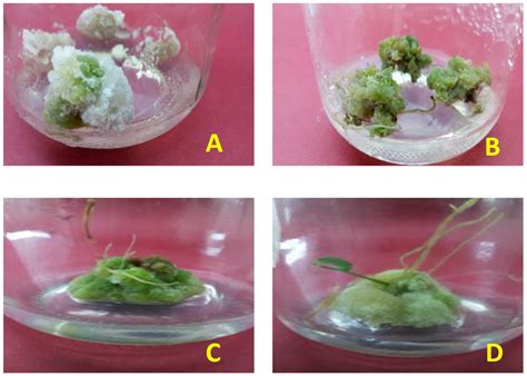 Sustainability Free Full Text Enhancing Bioactive Metabolite