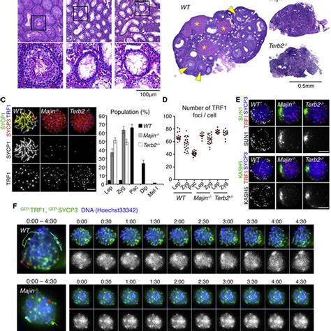 Schematic Of Meiosis Specific Telomere Regulations In Mammals