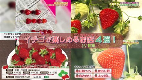 イチゴ農家さん直売の白木のいちご しあわせもんPart 1グルメkachi kachi plus