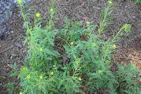 Sisymbrium Irio Alchetron The Free Social Encyclopedia