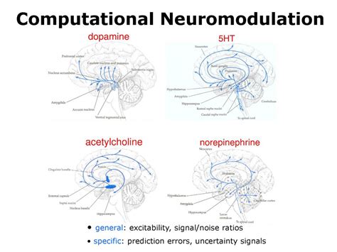 Computational Neuromodulation Ppt Download