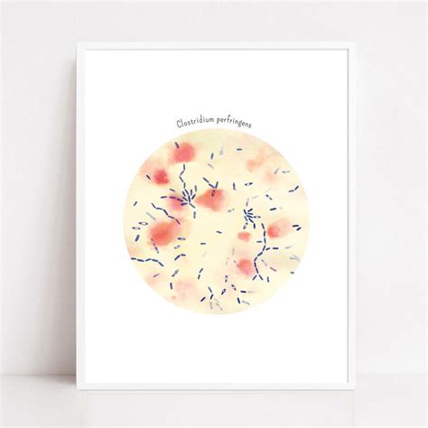 Clostridium Perfringens Science Art Print Bacteria Poster Etsy