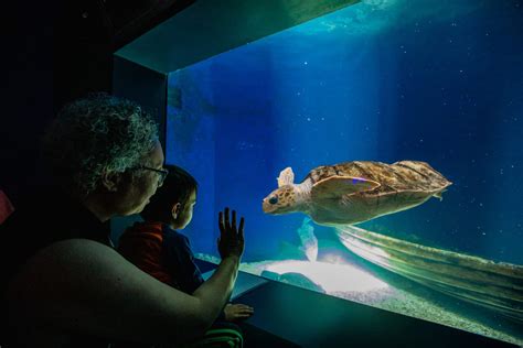Birch Aquarium At Scripps San Diego Museum Council