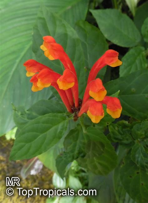 Scutellaria Sp Common Name Skullcap Top Tropicals Plant Encyclopedia