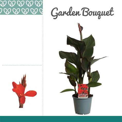 Canna Atlantic Beauty — Plant Wholesale Floraccess