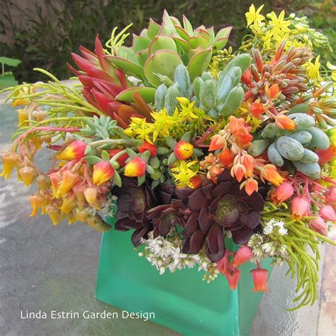 Colorful Arrangement Of Succulents In Flower Succulents In Containers