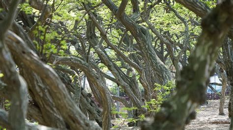 Beach Tree Free Photo On Pixabay Pixabay