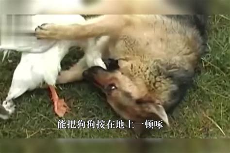 男子竟能驯服大鹅当宠物，出门大鹅变保镖，网友：这个组合太拉风宠物网友组合