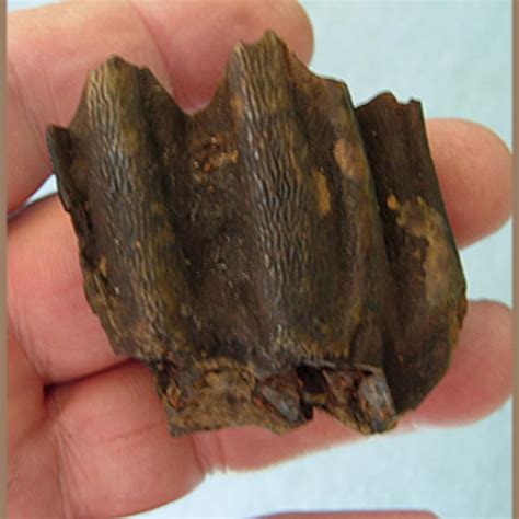 Bison Molar Bison Antiquus Fossils Artifacts For Sale Paleo Enterprises