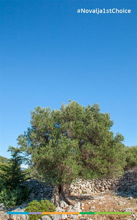 Bible Myrtle Tree Israel Ilona Roman