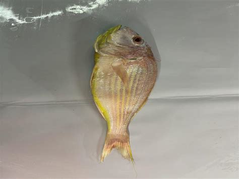 Sridhara Prasath Roboflow Universe