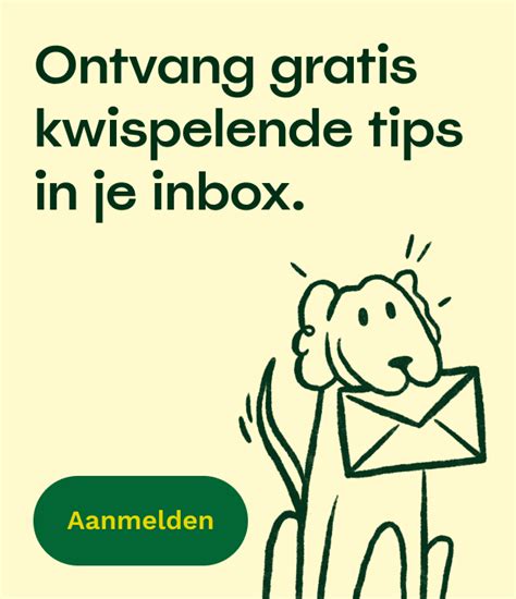 Alles Over Cockapoo Honden Karakter Verzorging And Populariteit