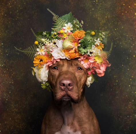 Beautiful Pitbull Photos Album On Imgur