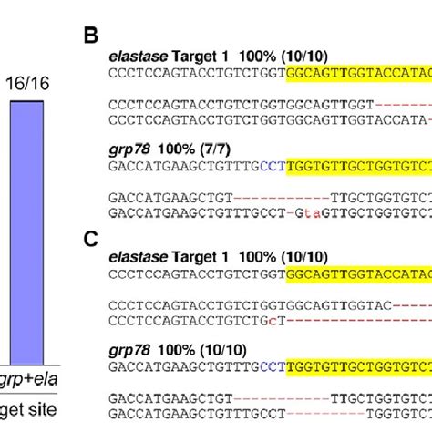 Grnacas9 Is Suitable For Multiplexed Genome Editing In X Tropicalis Download Scientific