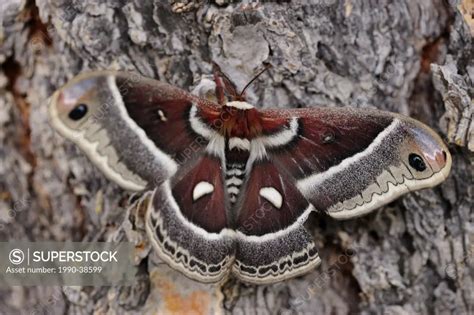 Cecropia Moth Hyalophora Cecropia Superstock
