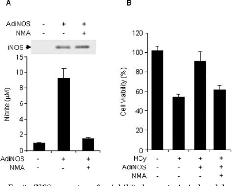 Figure 1 From Nitric Oxide Inhibition Of Homocysteine Induced Human