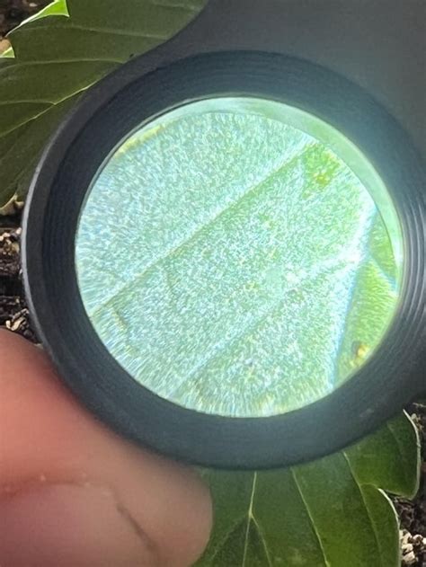 Possible Mites Rcannabisgrowers