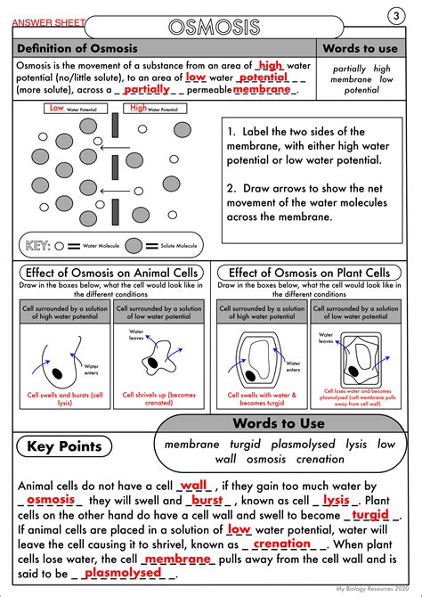 Transport In Cells Worksheet Amemyid