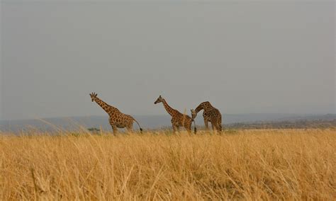 The Kinky Truth About Giraffe Sex Yep Were Going There