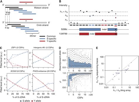 Measuring Allelic Expression On A Tiling Array A The Array Contains
