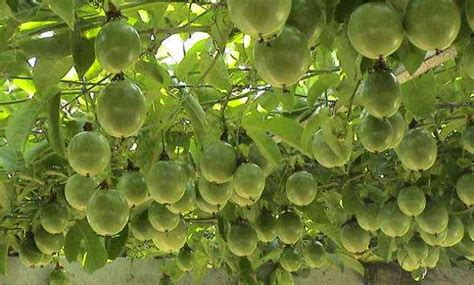Panduan Dan Cara Budidaya Tanaman Markisa Lengkap Ilmu Pertanian