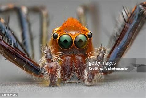 Spider Grasshopper Photos And Premium High Res Pictures Getty Images