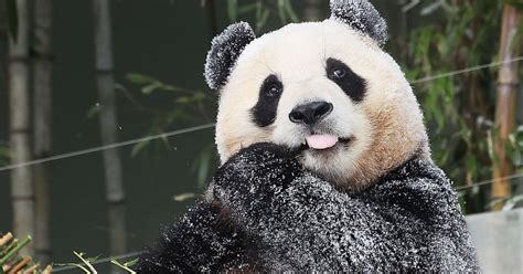 푸바오 4살 되기 전 중국으로… 외교소식통 “이달 중 귀환 시기 결정”