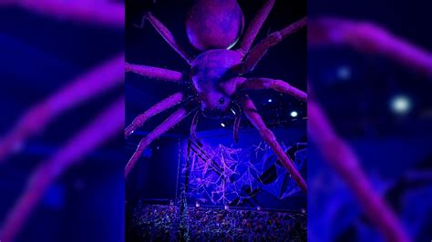 Giant Spider Takes Nest At Eureka Science Discovery Live Manchester
