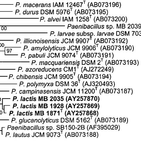 Clustering Of Paenibacillus Strains Isolated From Uht Milk And From