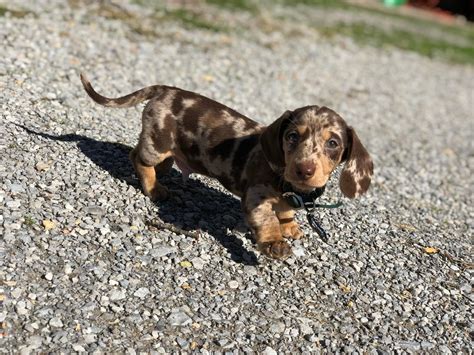 Warricks Wild Weenies In Tennessee Dachshund Puppies Good Dog