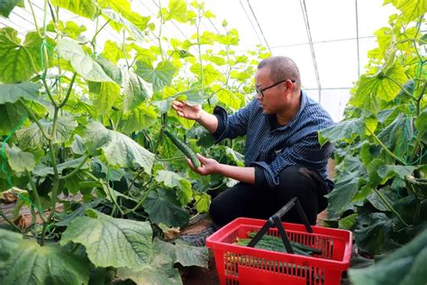 温县牛洼村：黄瓜产业“蔬”写乡村振兴新篇章 大河网