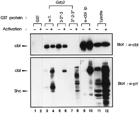 Binding Of P120 Cbl To Gst Fusion Proteins Of Grb2 Is Exclusively