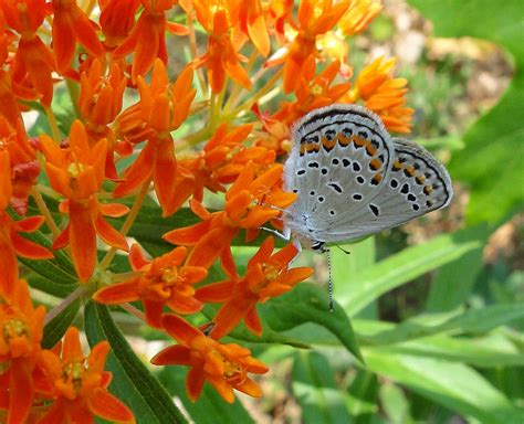 Big Trees Ohio Big Trees Ohio Added A New Photo