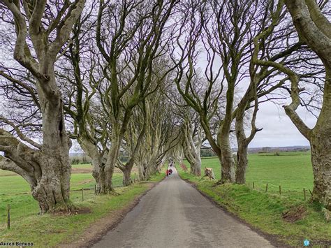 Географ 👋 Добро утро 📍Кадърът днес е от Северна Ирландия 🌳 Това е световноизвестната горска