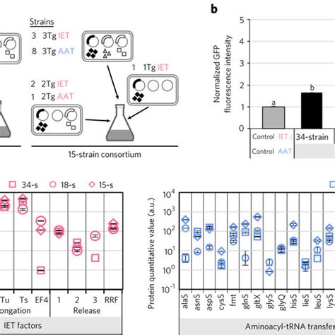 Reducing The Number Of Bacterial Strains In The Synthetic Consortia A