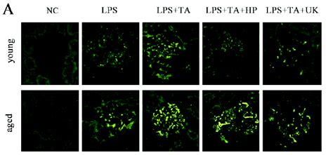 Fibrin Immunofluorescence Staining A Representative Download
