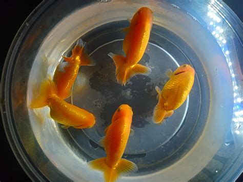 The Top View Ranchu I Got As A T Months Ago Have Grown So Well R