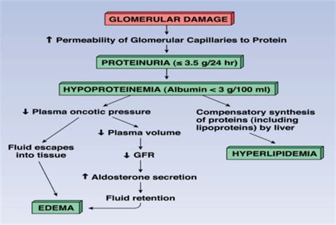 Rem1 113 Glomerular Diseasesproteinuria Flashcards Quizlet