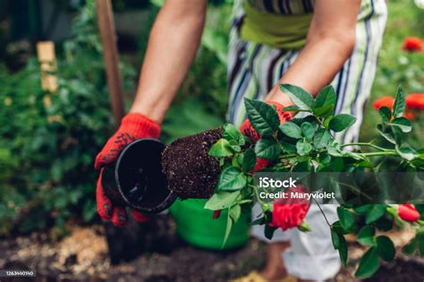 젖은 토양에 냄비에서 장미 꽃을 이식 여성 정원사 여름 정원 작업 장미에 대한 스톡 사진 및 기타 이미지 장미 화분 심기 Istock
