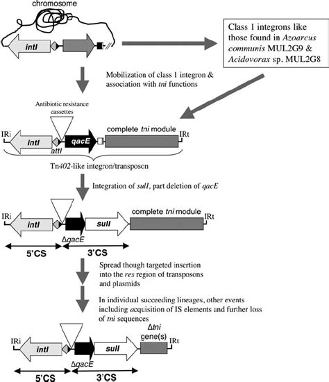 3 Evolution Of Mobile Clinically Derived Class 1 Integrons The Origin