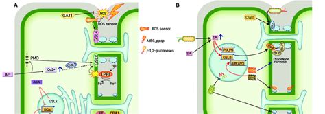 Plasmodesmata Pds Associated Callose Balancing In Response To Abiotic Download Scientific