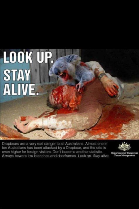 The Adorable And Cuddly Dropbear Imgur